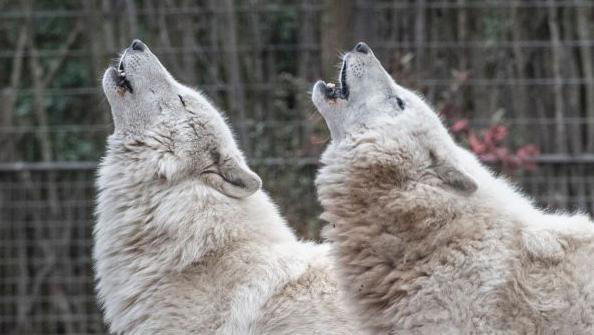 Howl's about that for a wake-up call?