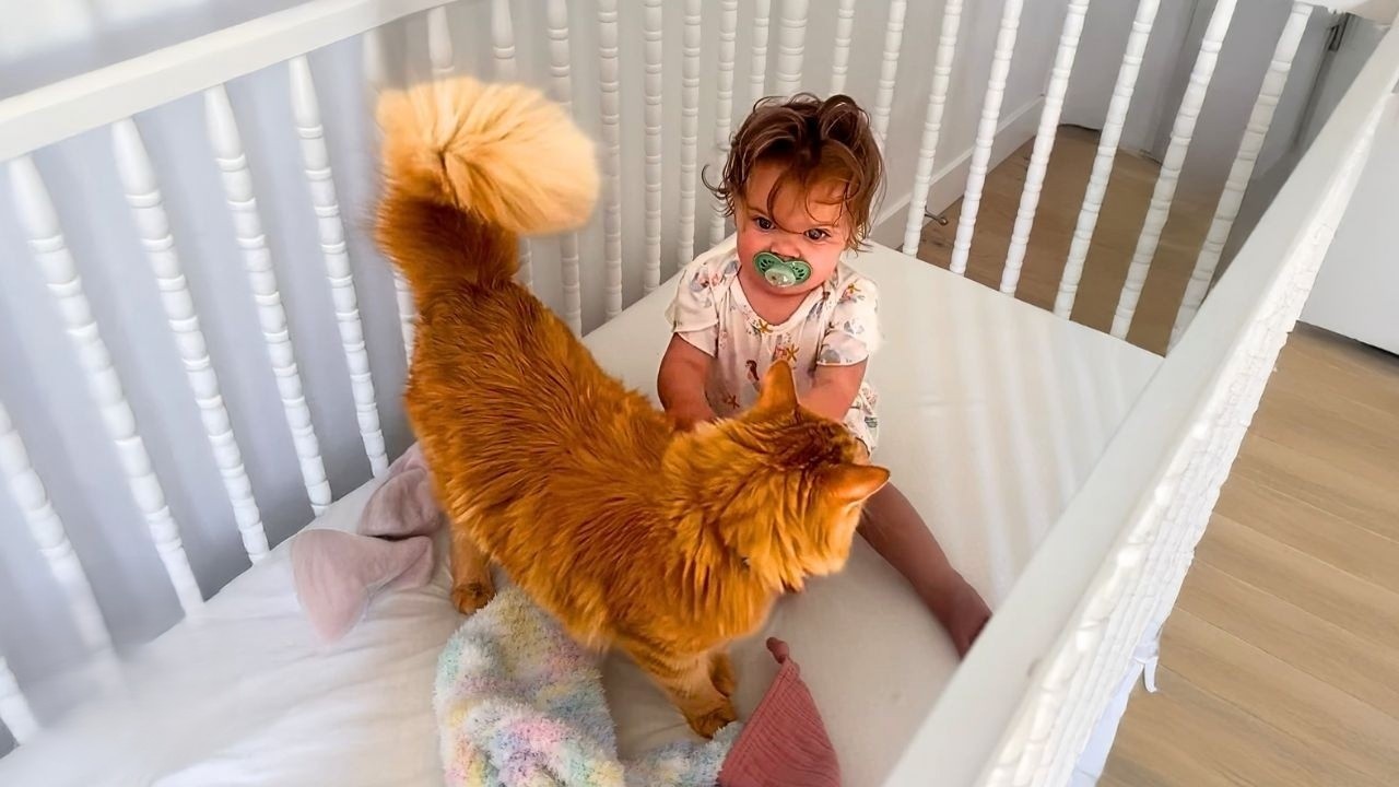 Rescued cat becomes the sweetest big brother overnight