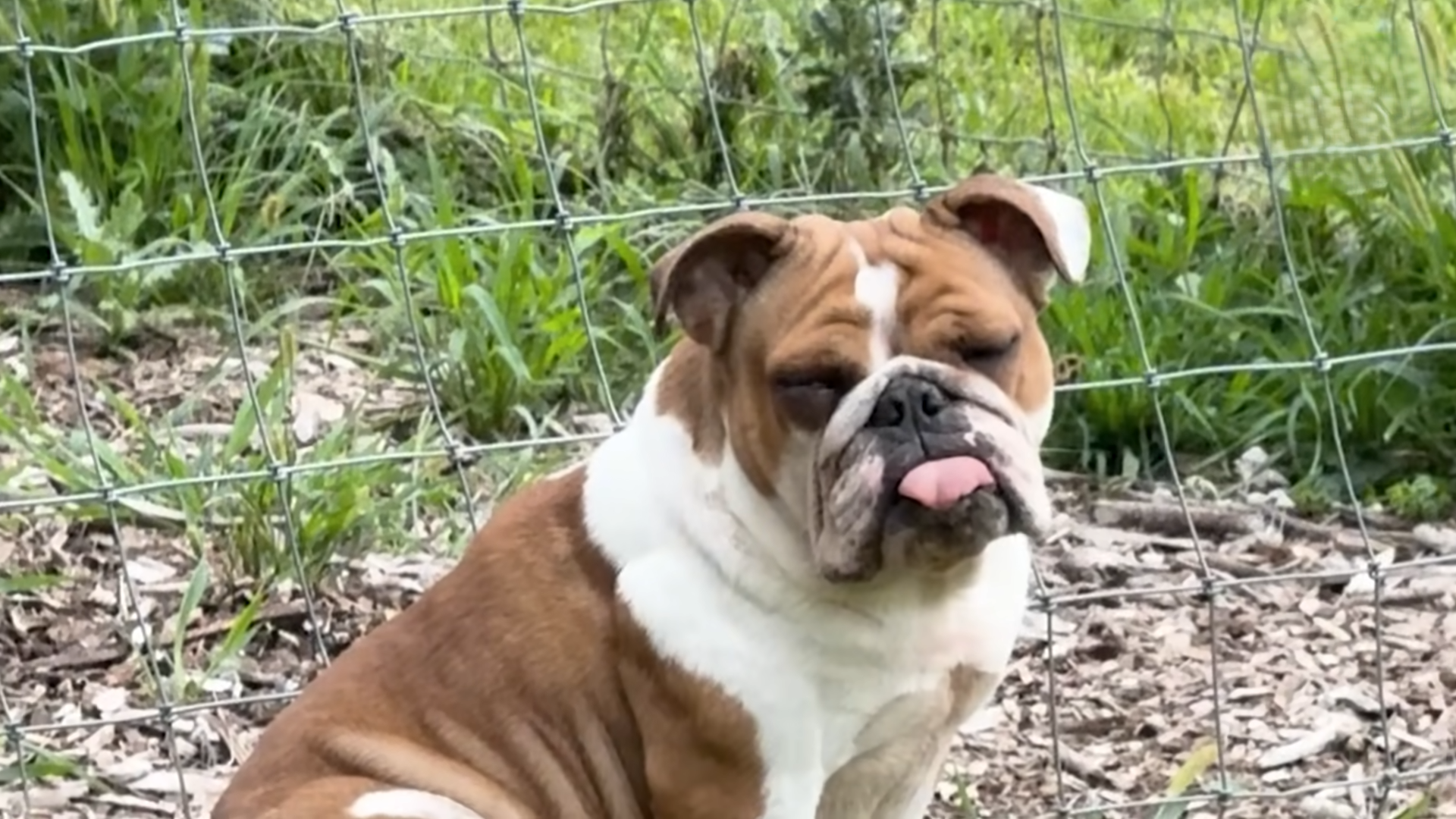 This mystery dog showed up on a farm - and found his forever friends
