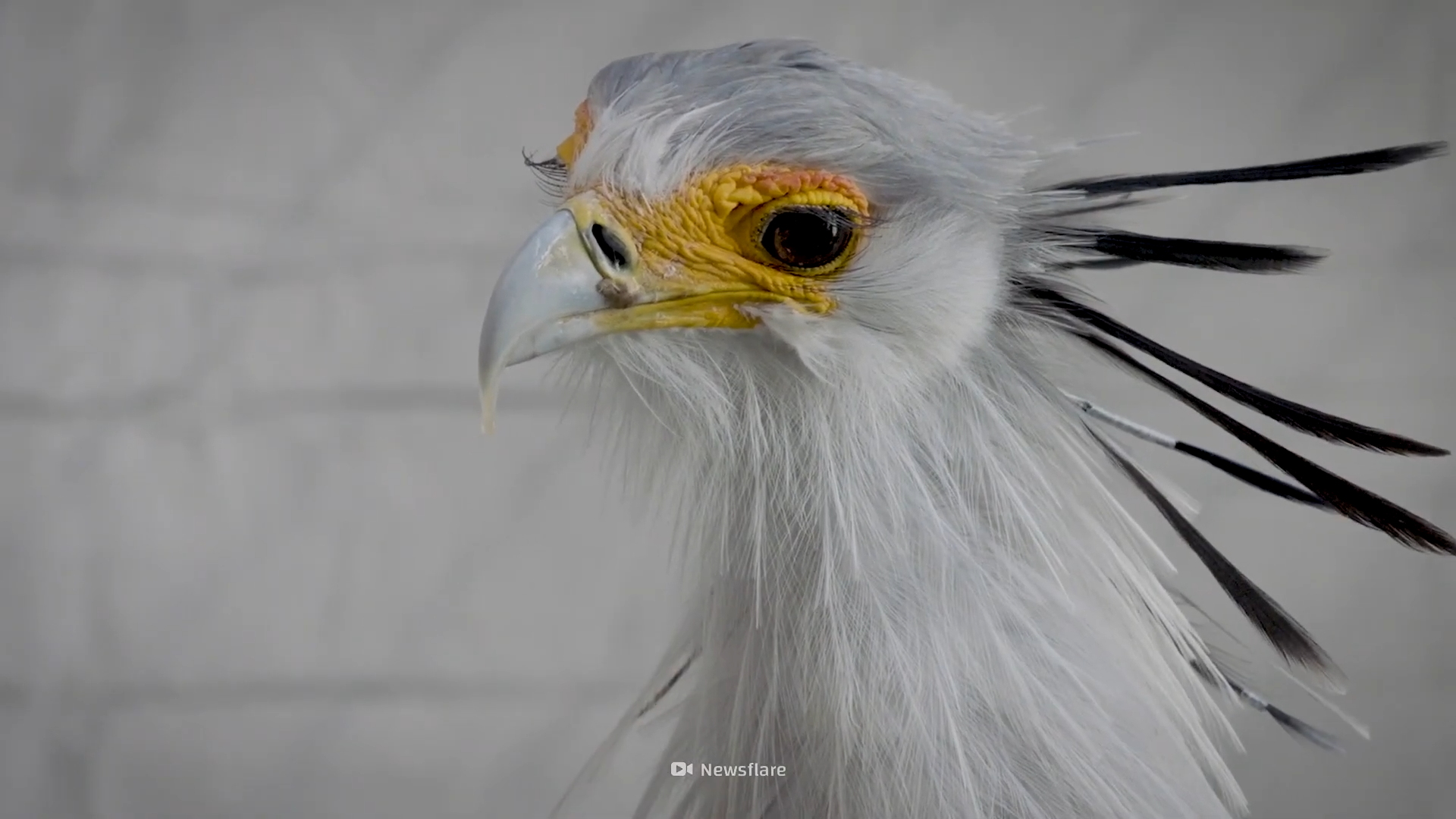 Footage of aggressive birds attacking humans sparks online outrage
