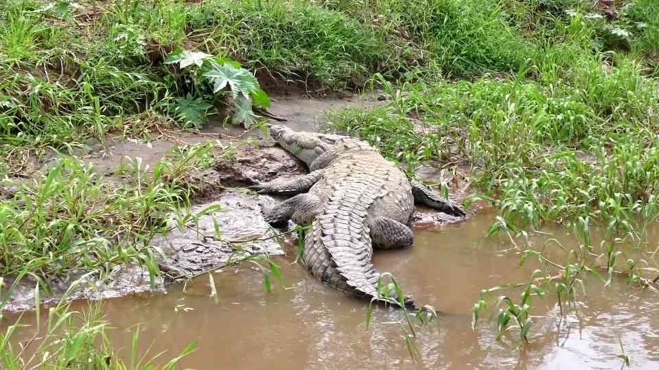 Did a prehistoric crocodile really prey on dinosaurs?