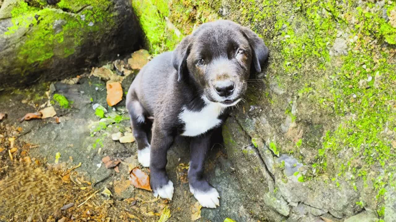 Blind puppy refuses to leave his deaf mama - and their bond is unbreakable