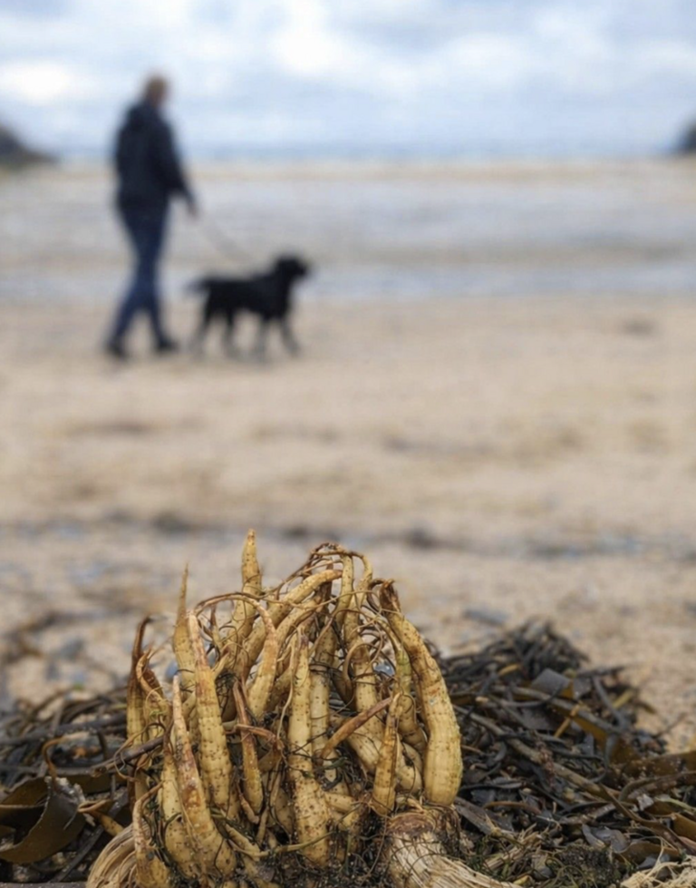 Warning over appearance of highly poisonous flowering plant on Dublin ...