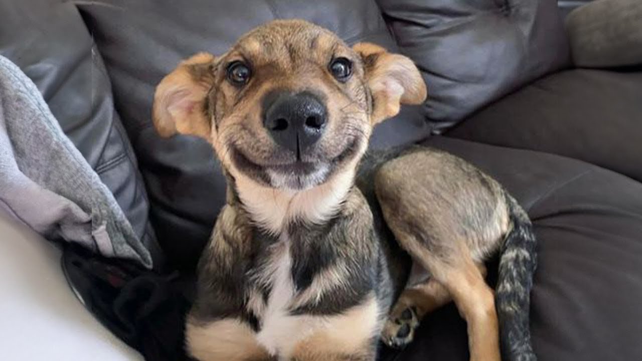 Dogs cause chaos and make every human laugh aloud