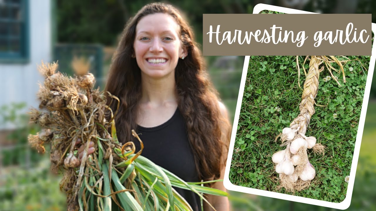 Harvest and braid fresh garlic from your home garden