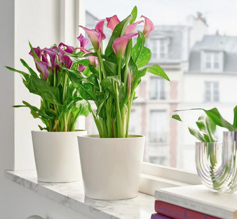 Calas en interiores: cómo cultivarlas y cuidarlas fácilmente para una ...