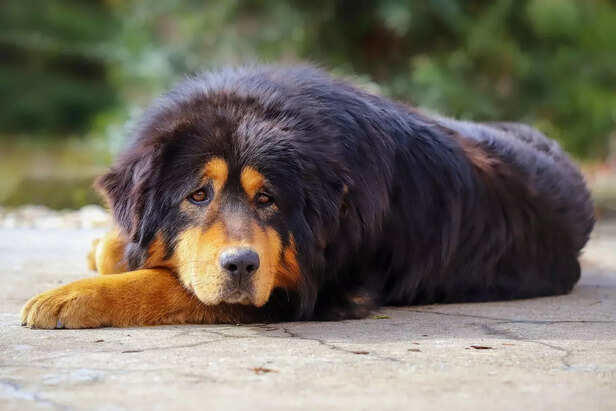 The world’s most expensive pets and the stories behind their price tags
