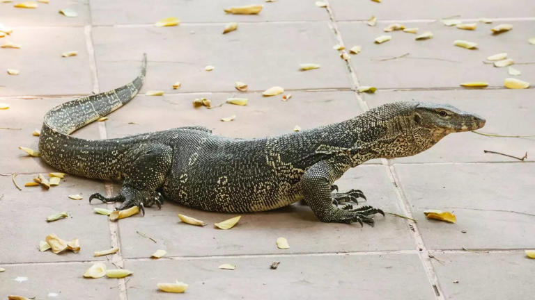 Can monitor lizards regrow tails like normal house lizards?