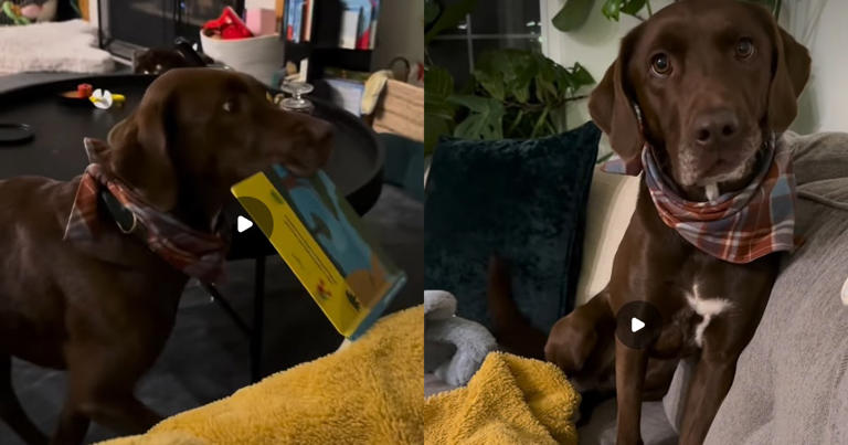 Video: Dog never misses book reading ritual at day's end