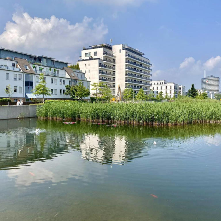 Fische müssen aus Teich im Belsenpark evakuiert werden