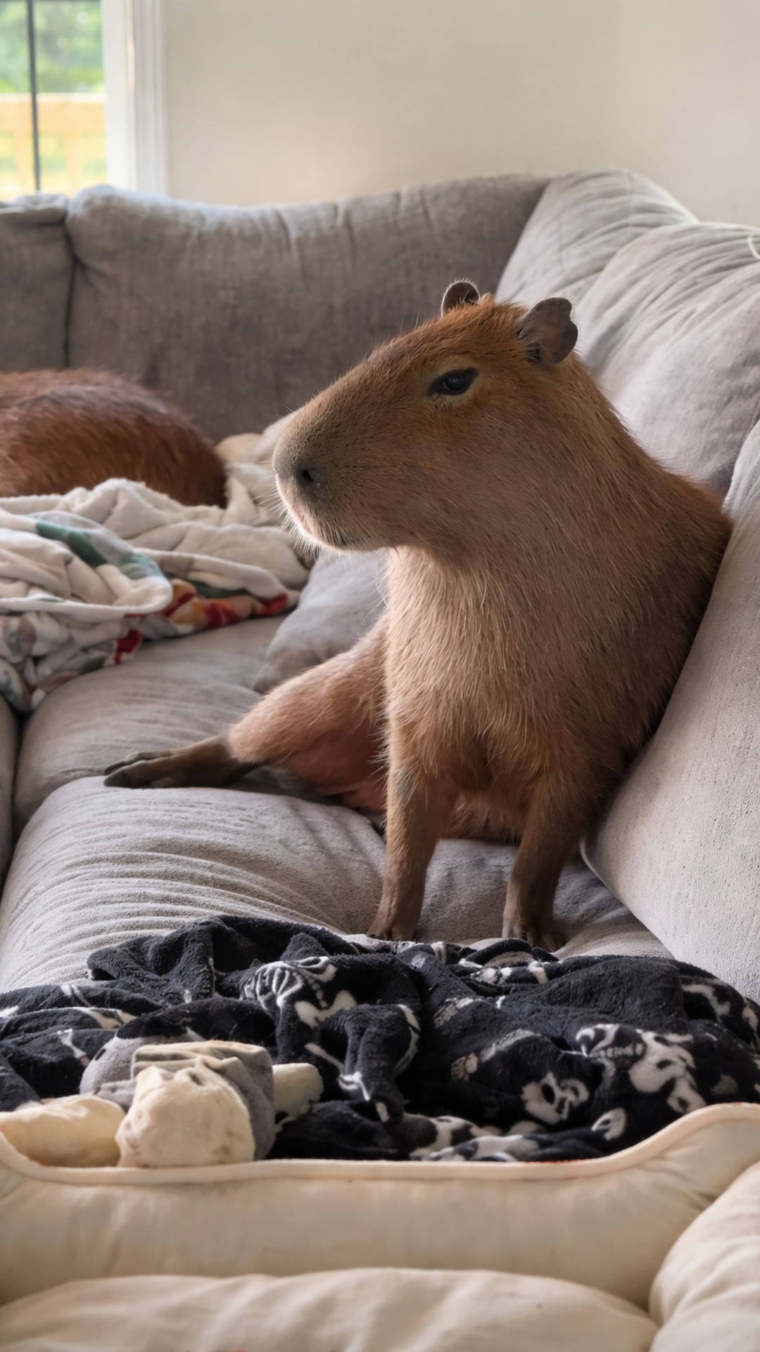 Capybara care secrets most people overlook
