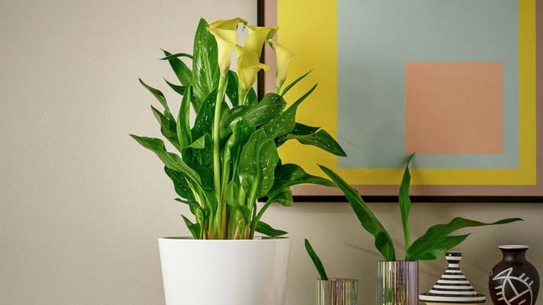 Calas en interiores: cómo cultivarlas y cuidarlas fácilmente para una ...