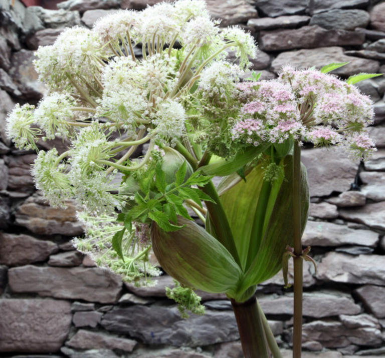 Warning over appearance of highly poisonous flowering plant on Dublin ...