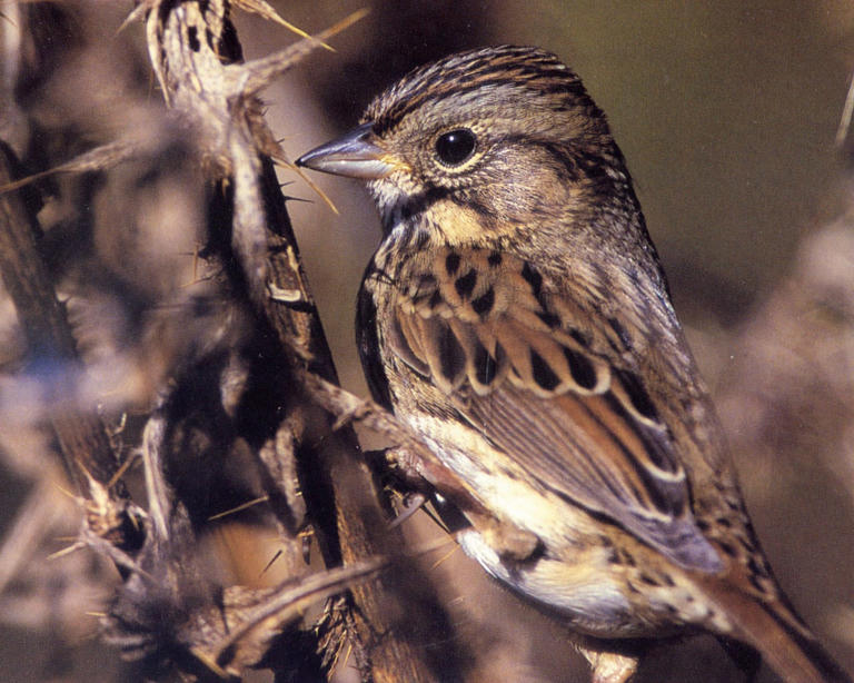 'Shy little guy' bird is named after Lincoln. Not in the way you think