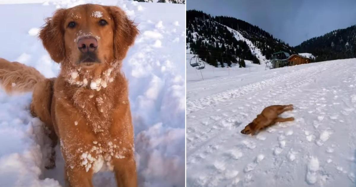 Video: Dog gives 'Olympics' worthy performance in snow