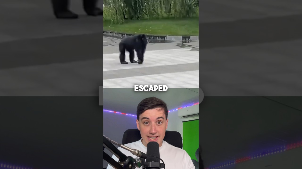 A case of a monkey reportedly escaping from a zoo