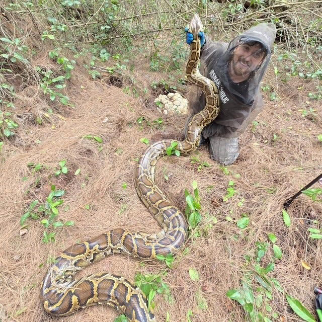 Eliminate pythons. Make money. Florida hunter keeps cashing in