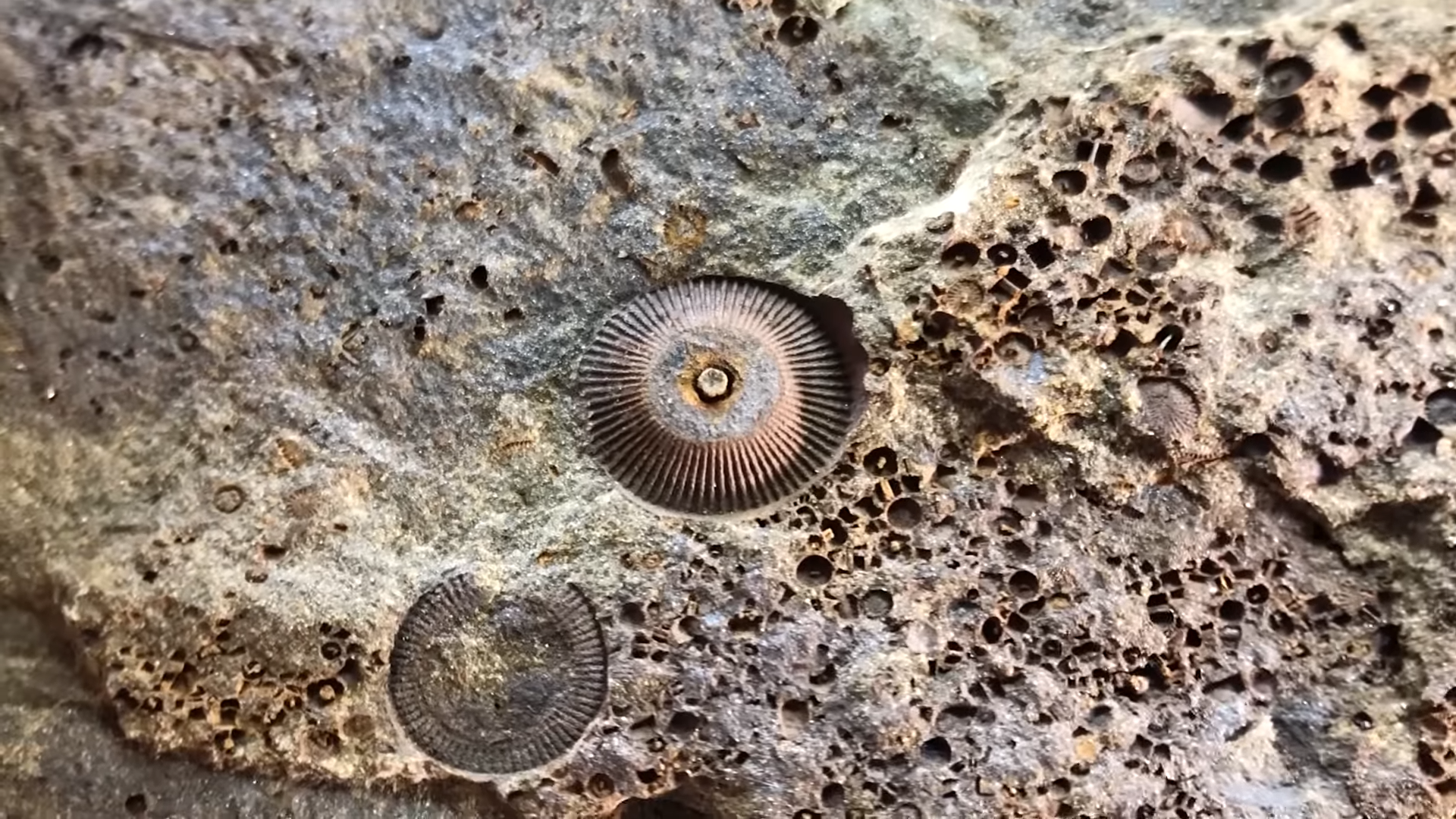 What ancient creatures left behind