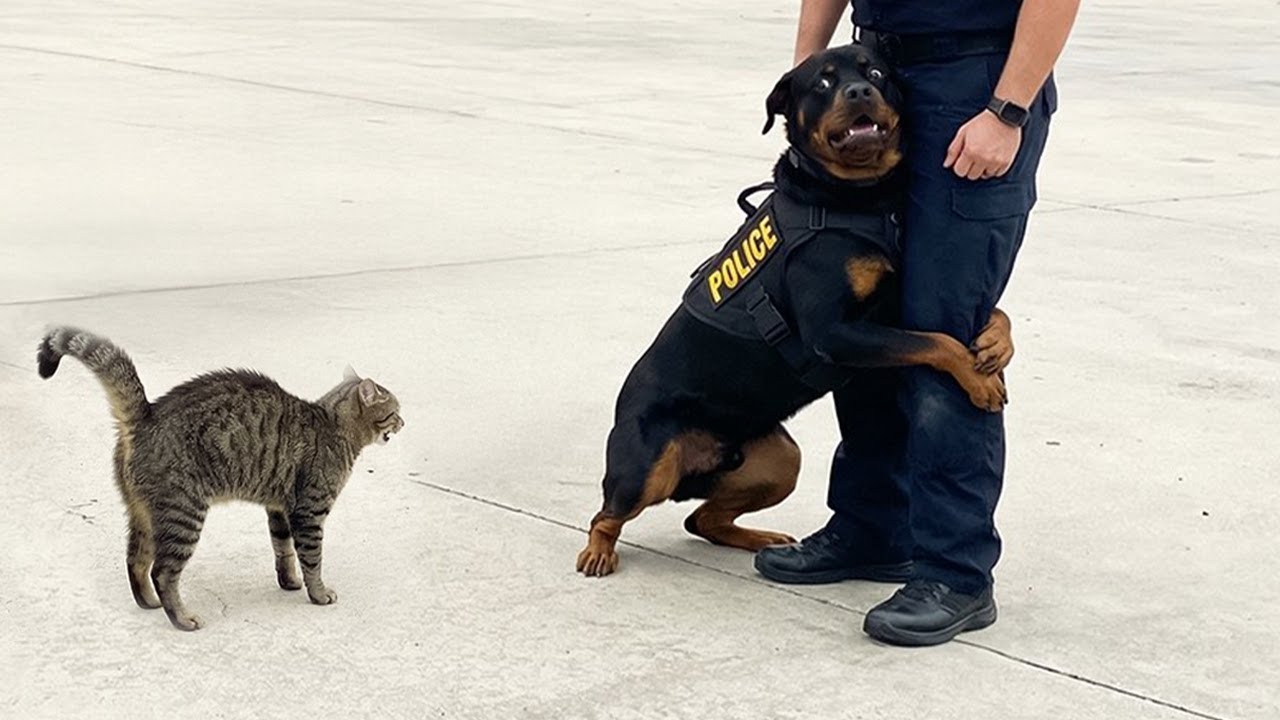 Comedian police dog surprises everyone and makes laughs