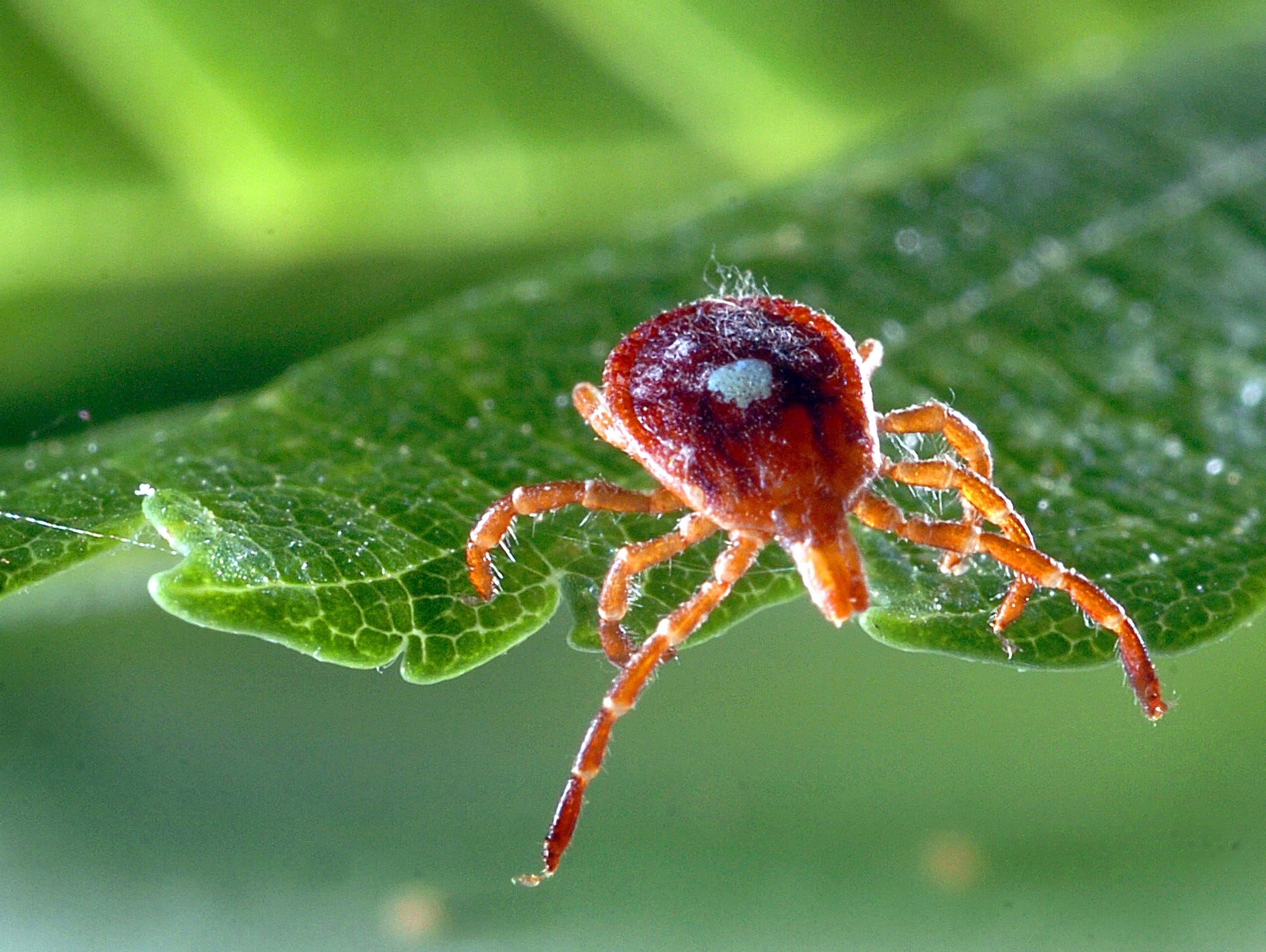 How to identify lone star ticks, which can cause a dangerous red meat ...