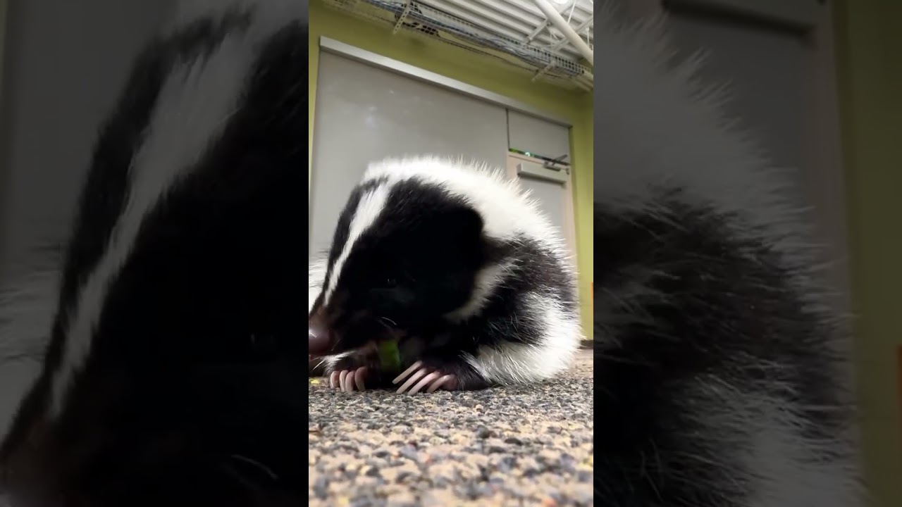 Funny skunk snacks on a tasty and very crunchy treat