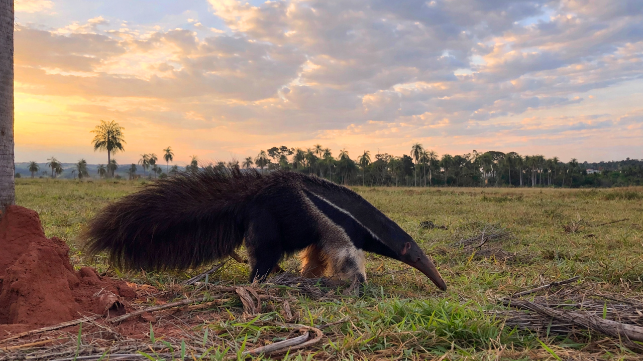 I captured a giant anteater close-up as it went out to hunt