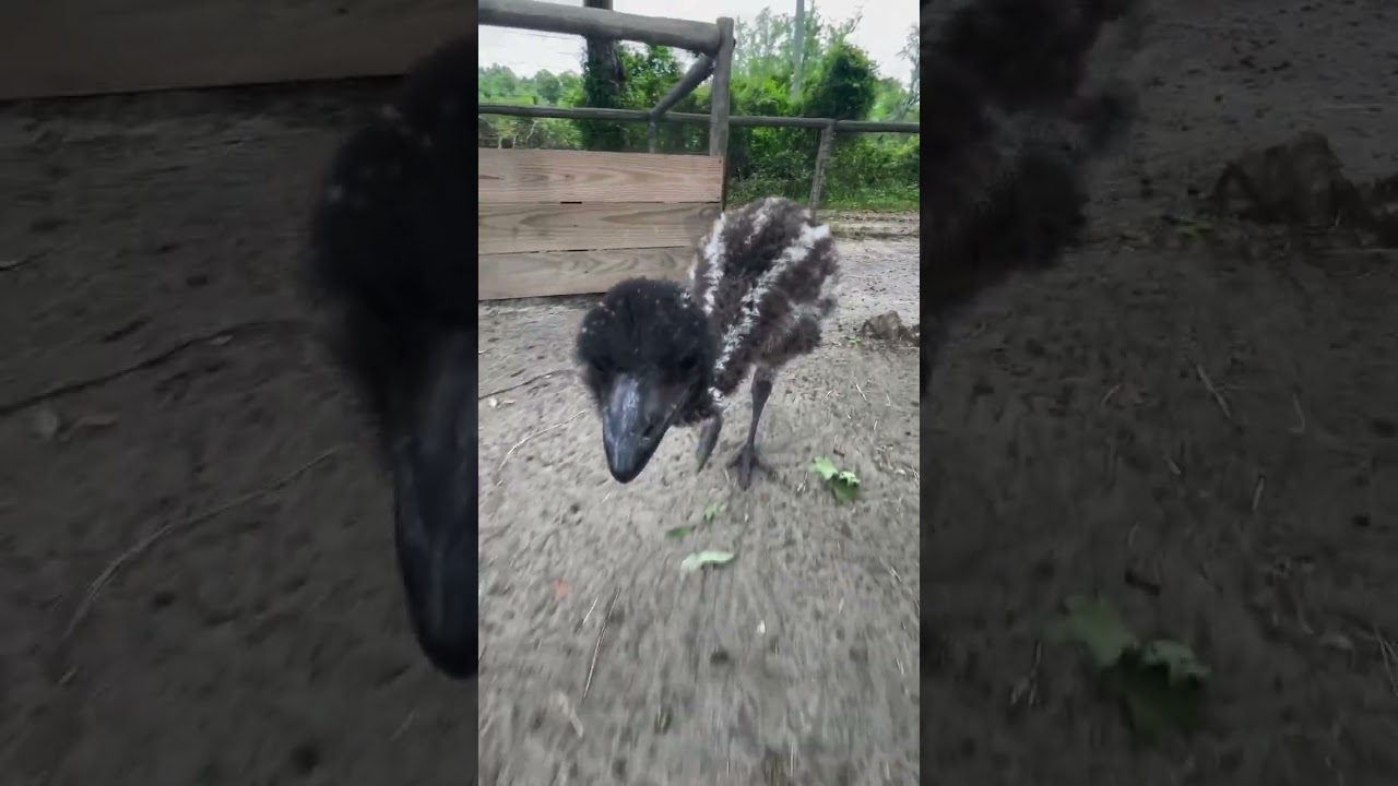 Baby emus explore and run around their safe enclosure