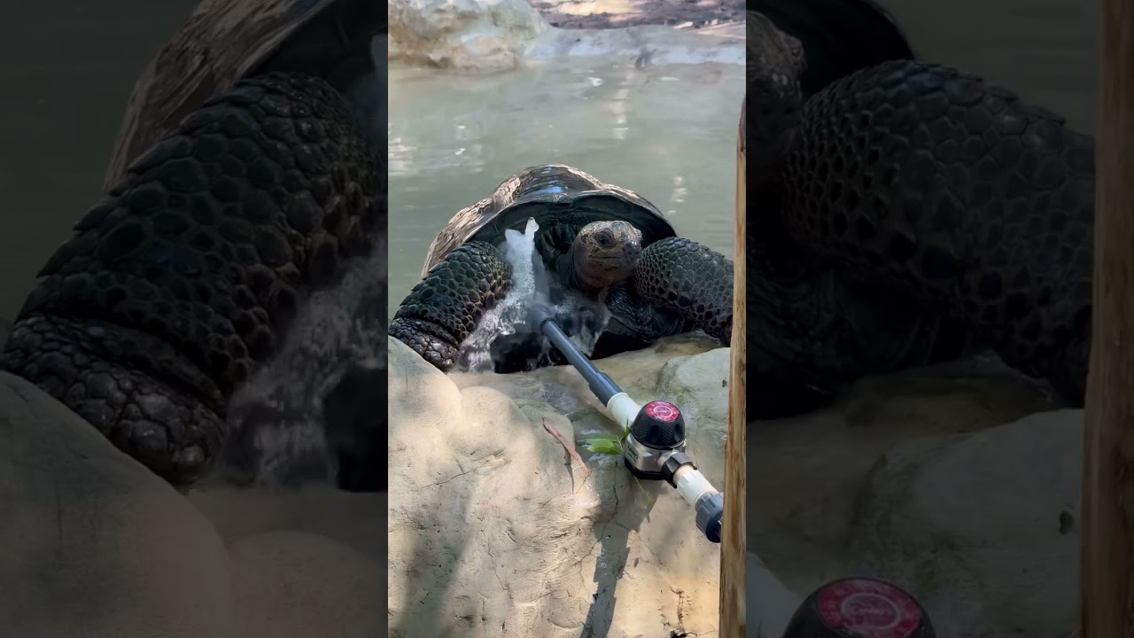 Observe a refreshed tortoise cooling down in a pool