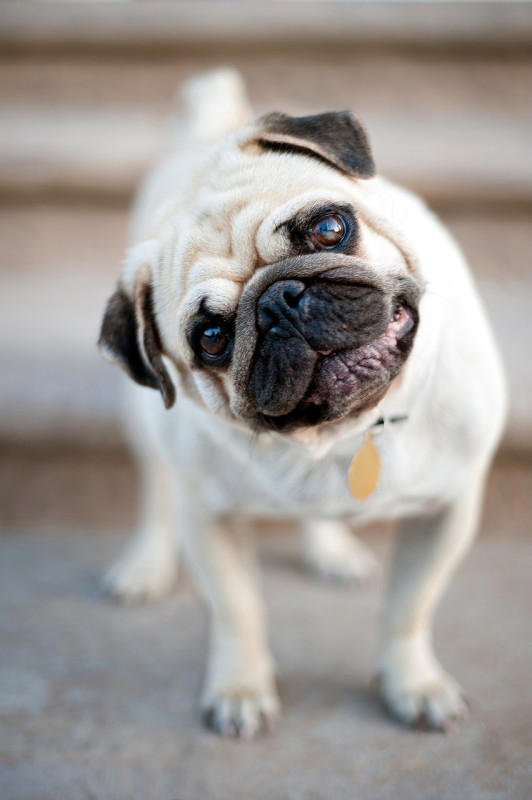 6 dog breeds that are built-in companions for pet parents