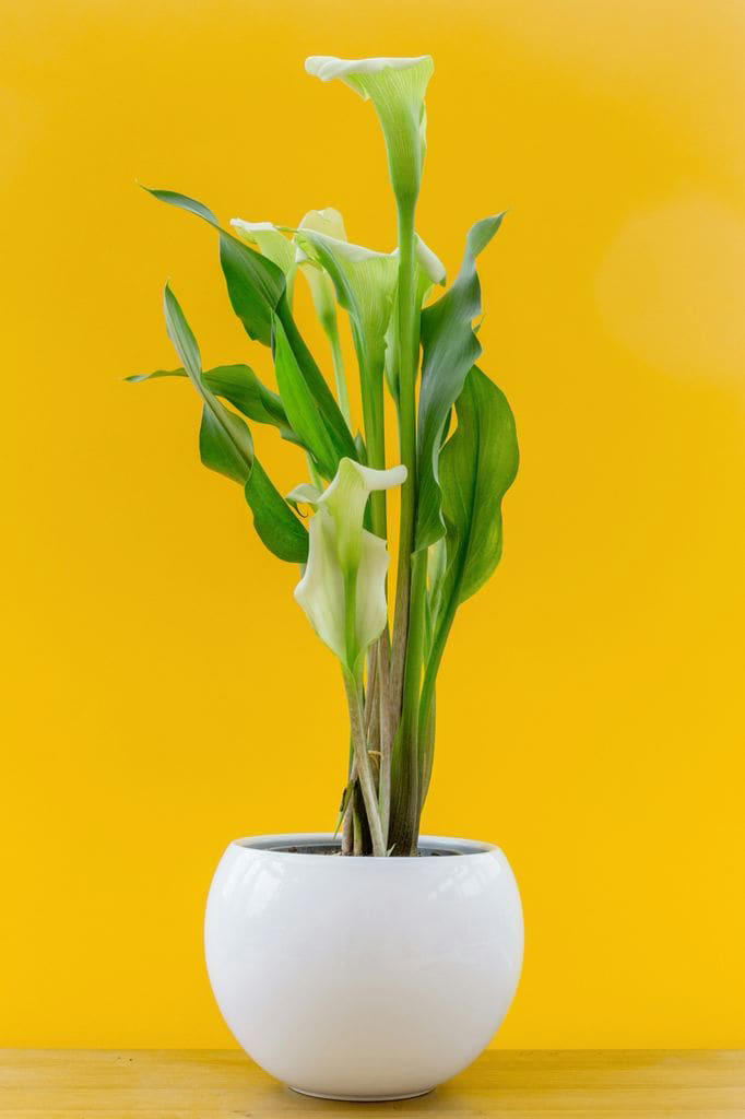 Calas en interiores: cómo cultivarlas y cuidarlas fácilmente para una ...