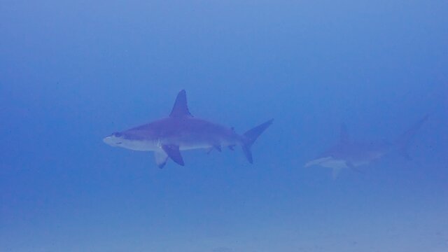 Agitated hammerhead sharks show up to inspect divers