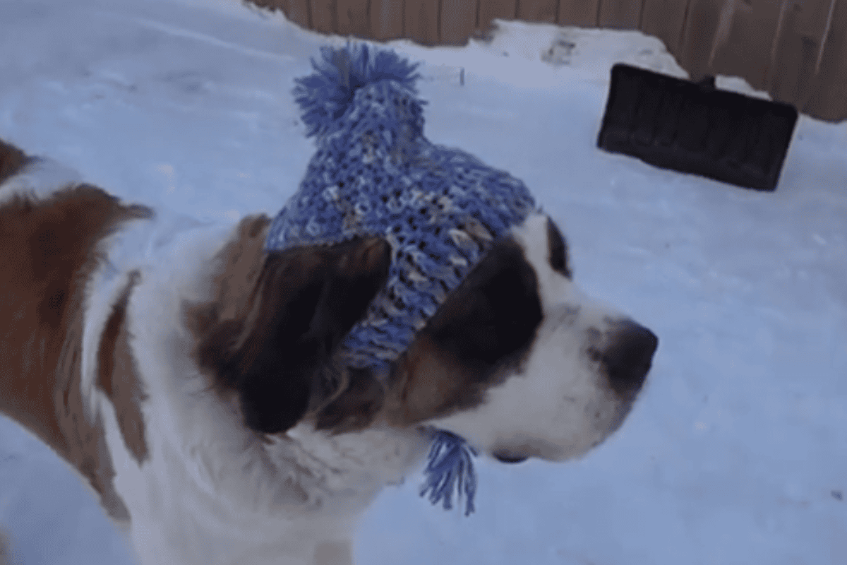 Free crochet dog hat