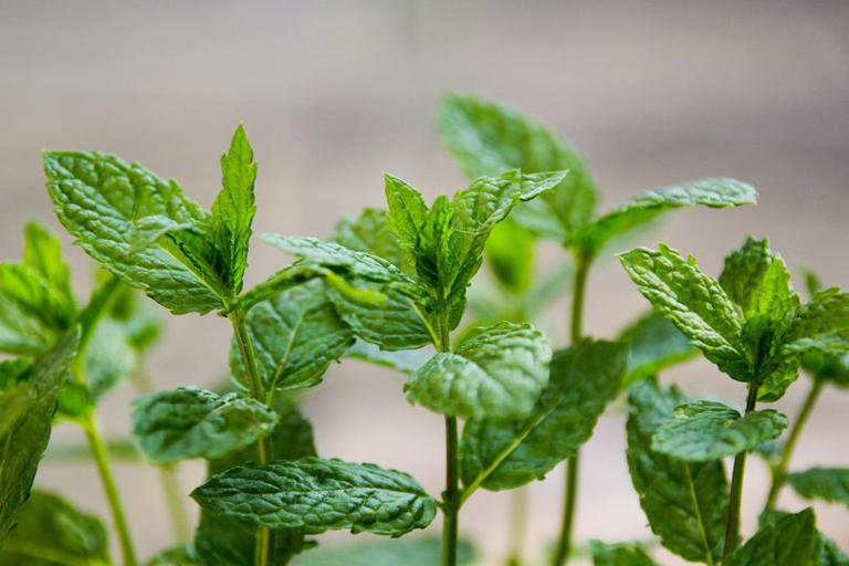 Grow 'unlimited mint' in your garden with easy method that costs just 55p