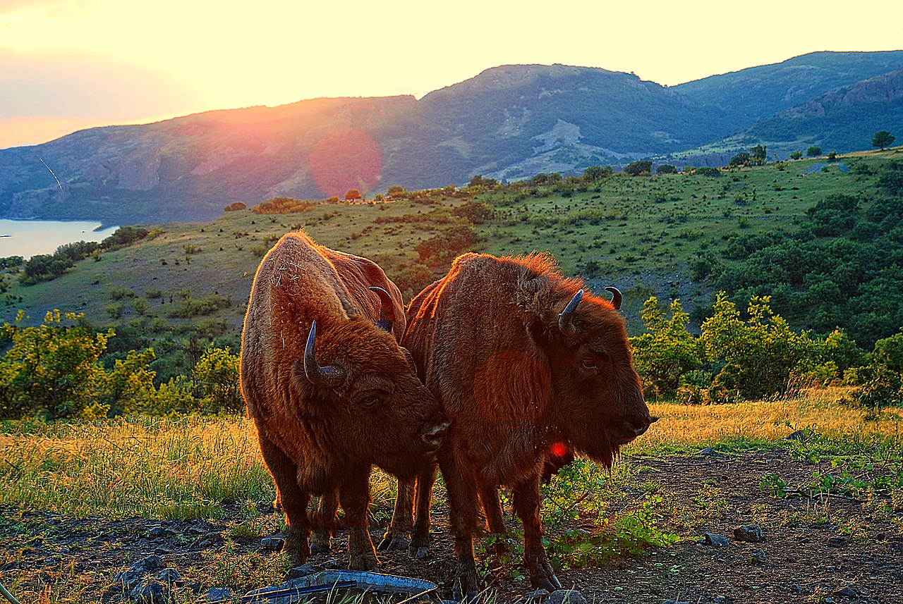 Can you sue after a bison attack? Here’s what a goring lawsuit shows
