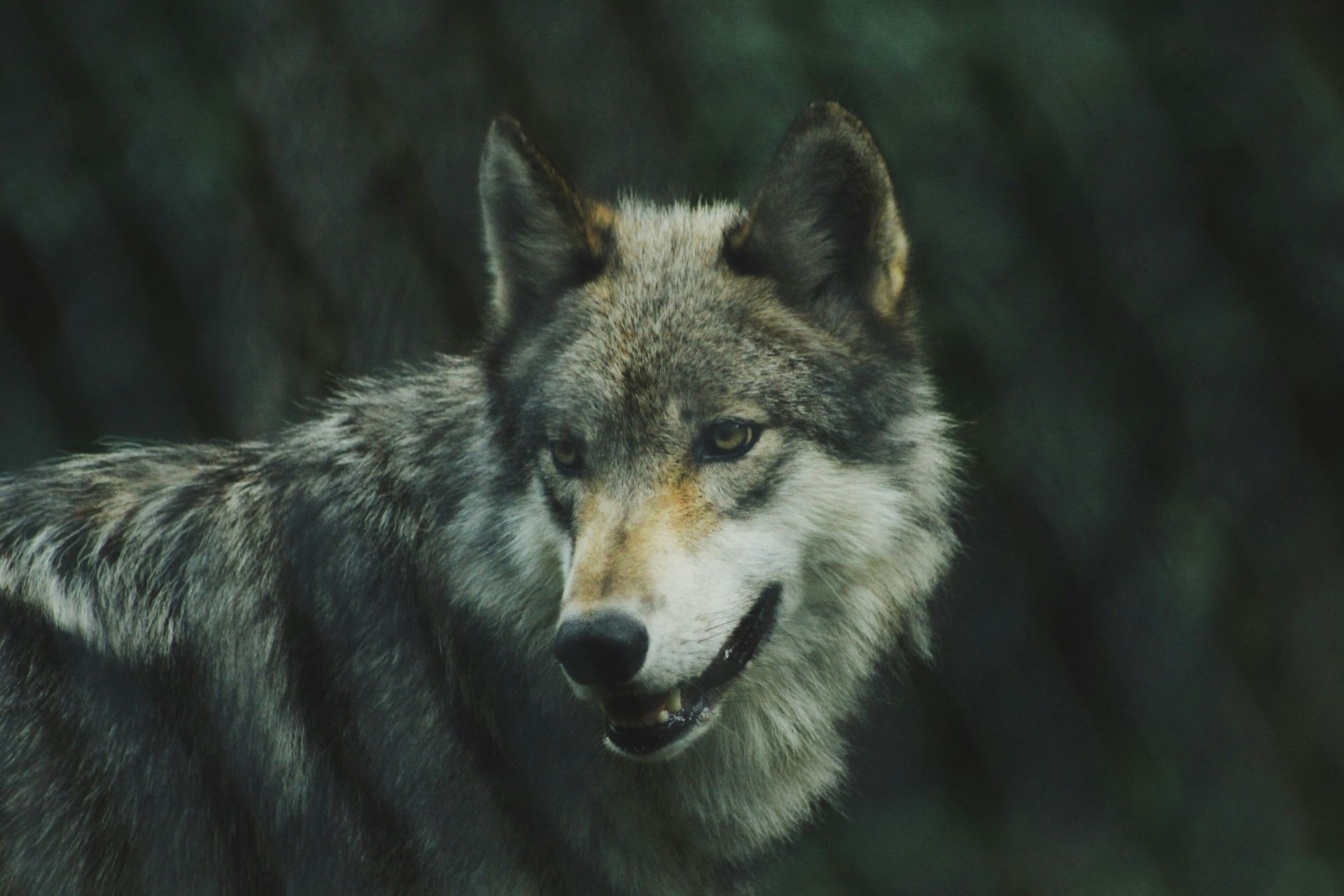 Wolves in Europe: Are they a threat or a threatened species?
