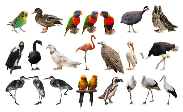 New interactive avian tree of life lets you trace 11,000 bird species ...