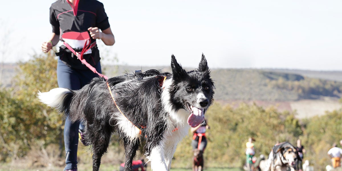 The 24 best dog breeds for runners – and how to run safely with your ...