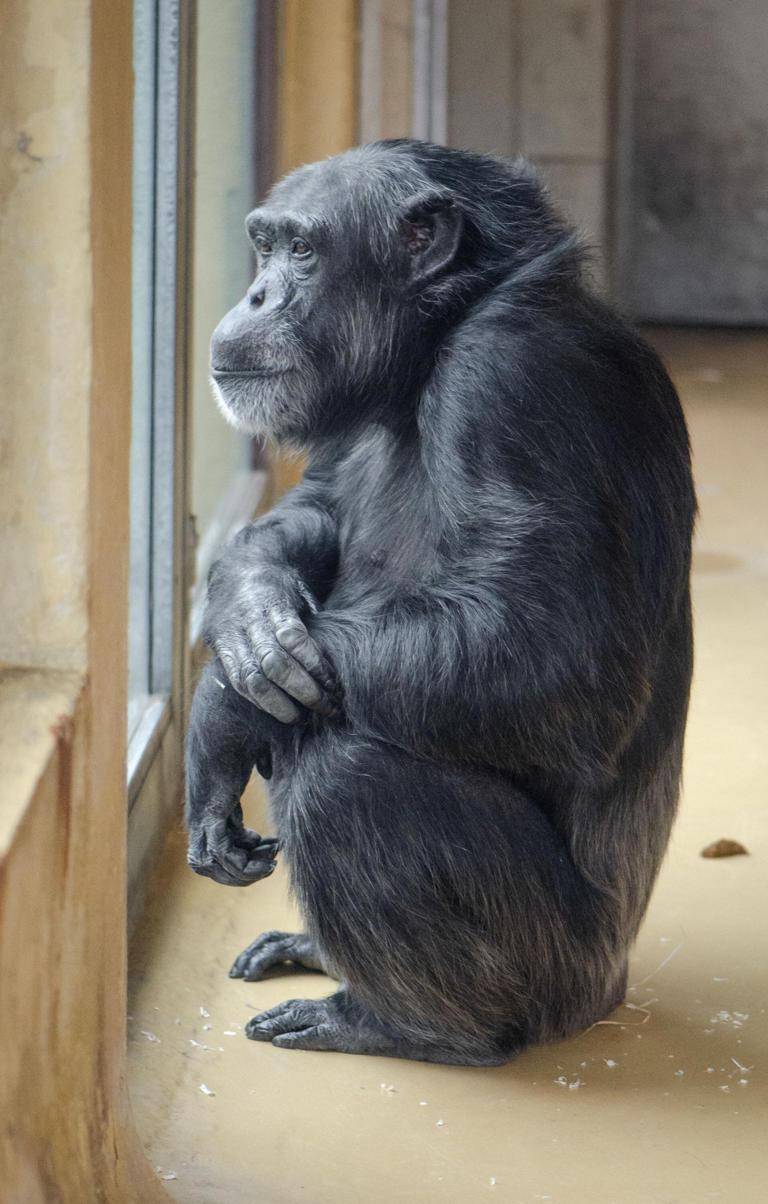 Nuevo hallazgo que cambia todo acerca de la evolución de las especies ...