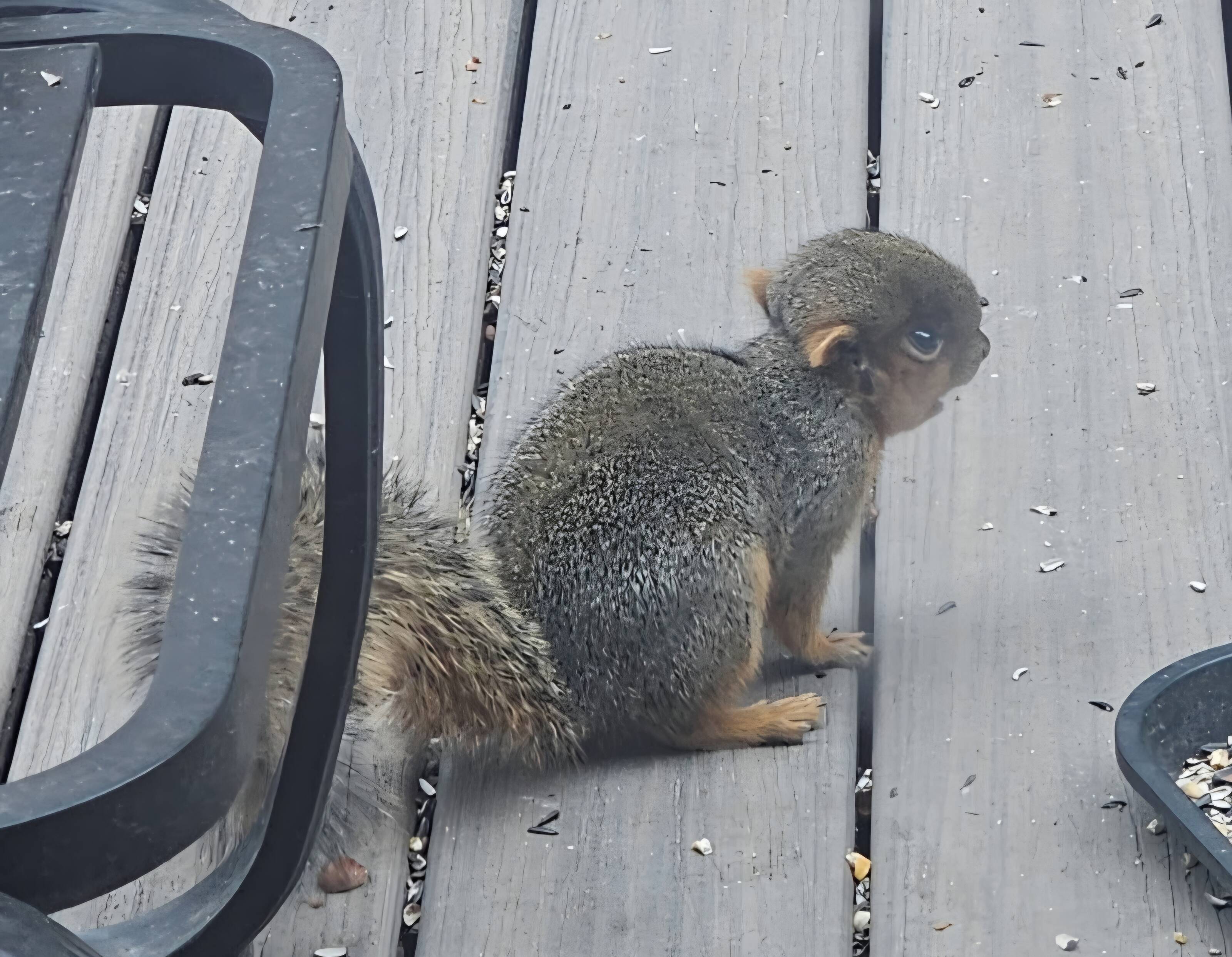 Squirrel with head like a 'bike helmet' has no idea he's a little different