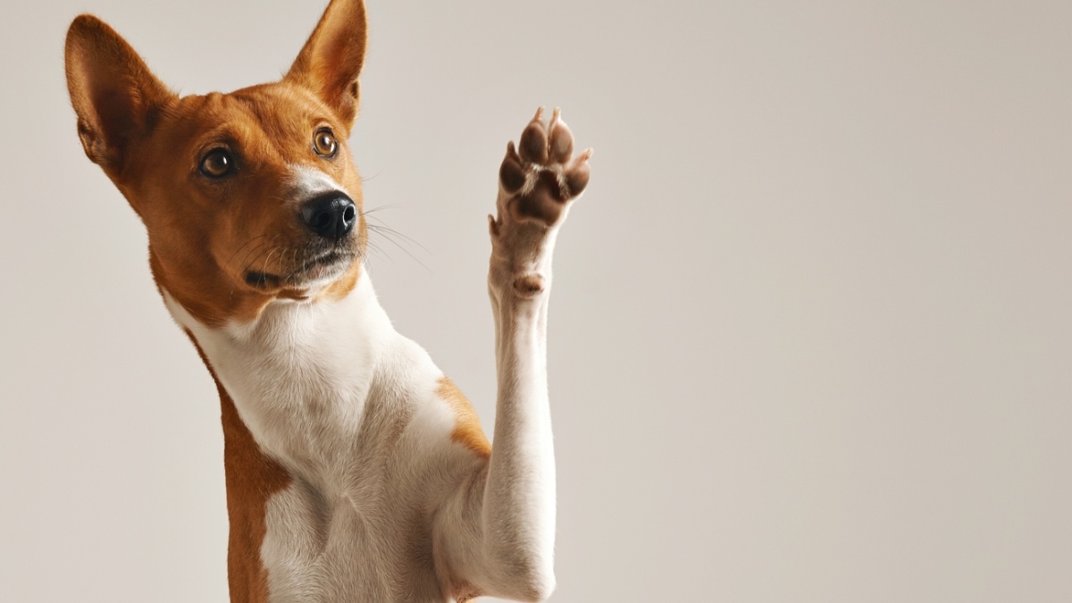 10 dog breeds that prefer their space and don't follow you everywhere ...