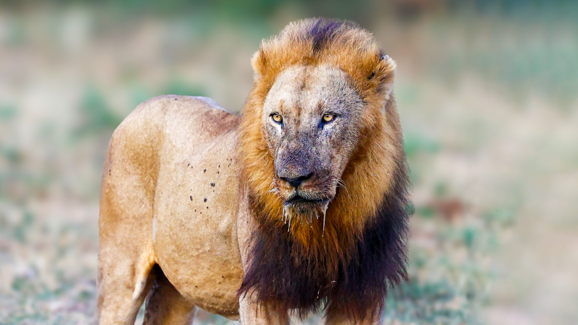 Male lion in his prime | Wildlife icons