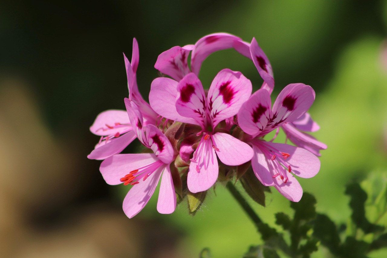 13 indoor plants that look great in vases but fail in low light