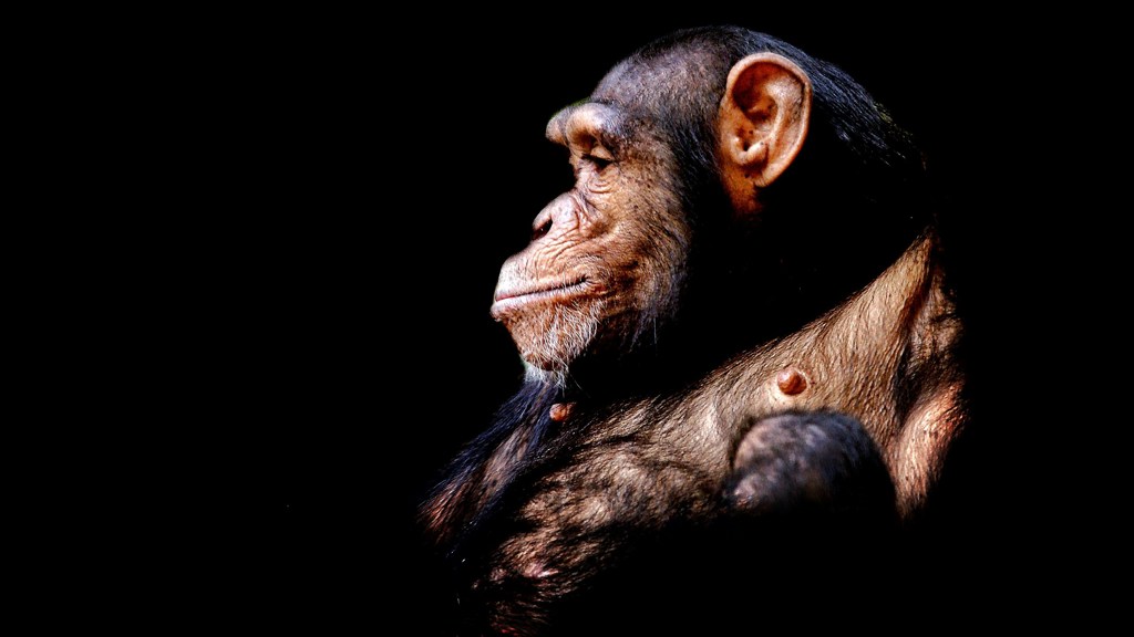 Kříženec šimpanze a člověka: O humanzee koluje spousta fám, hlavní ...