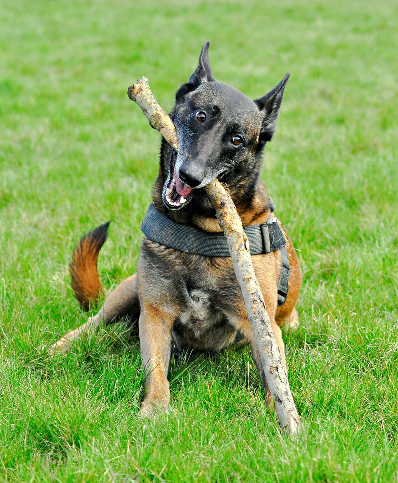 Owners saying – this dog needs control, not freedom – are getting ...