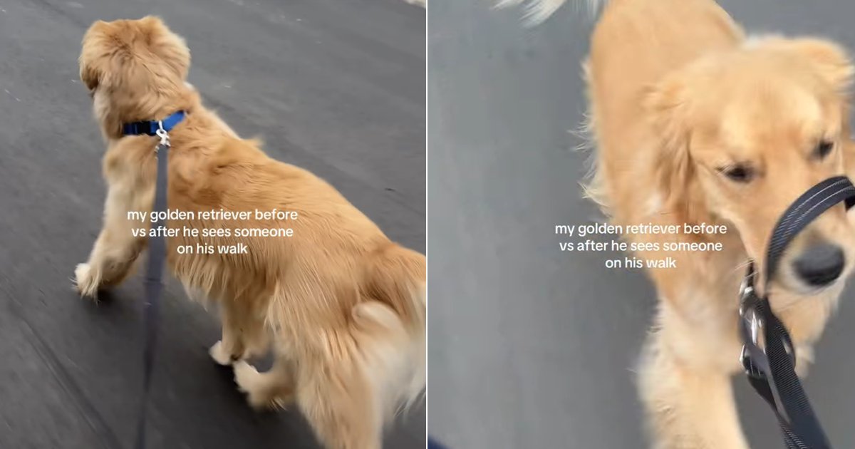 Video: Dog totally changes after seeing someone during walk