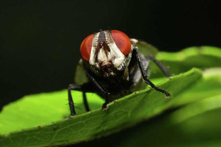 What is the New World screwworm? Is the flesh-eating fly in Texas? What ...