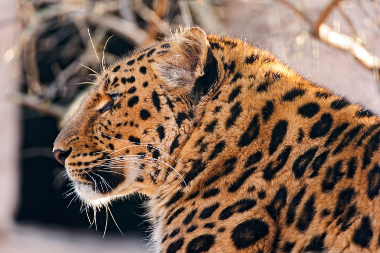 10 animals that are going extinct