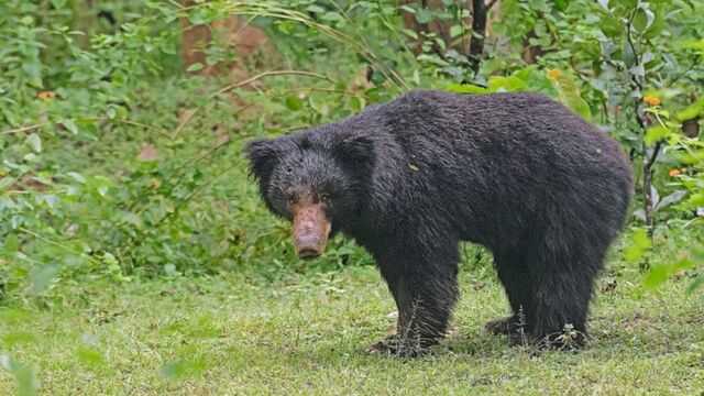 Man-eating bear captured after killing one on Telangana-Maharashtra border