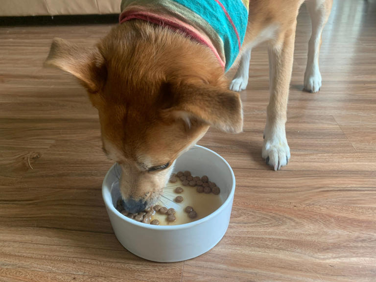 The best dog food toppers for picky eaters