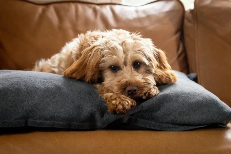 Calm dogs that are actually shut down are triggering debates – 12 ...